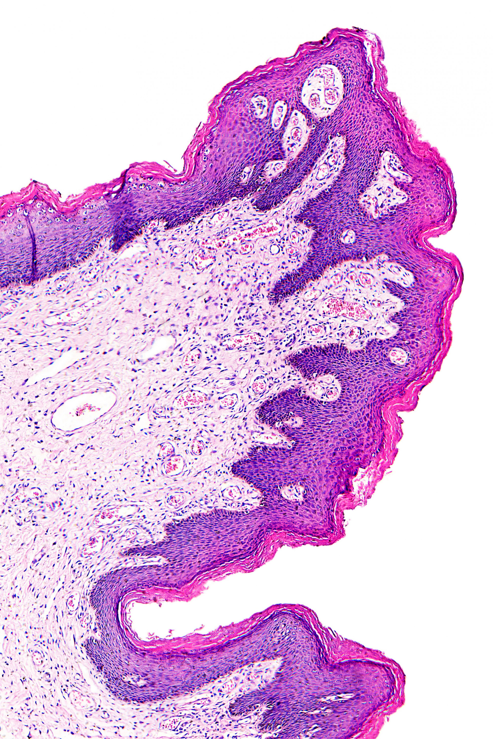 Pathologists » Incyte Diagnostics